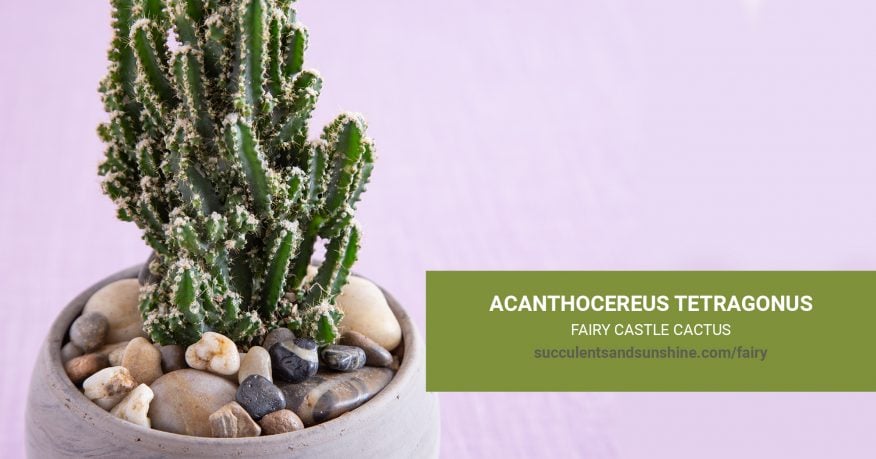 Acanthocereus tetragonus "Fairy Castle Cactus" | Succulents and Sunshine