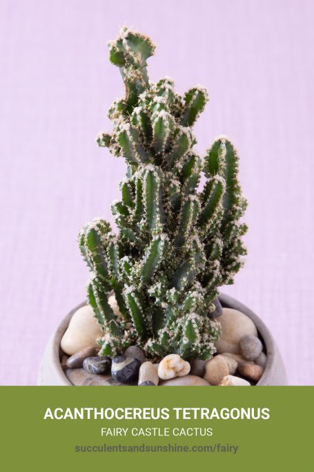 Acanthocereus tetragonus "Fairy Castle Cactus" | Succulents and Sunshine