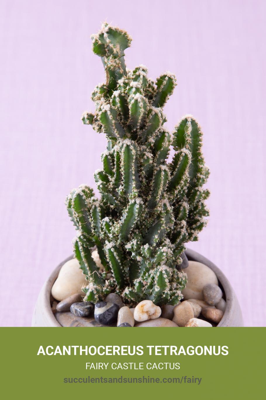 Acanthocereus tetragonus "Fairy Castle Cactus" | Succulents and Sunshine