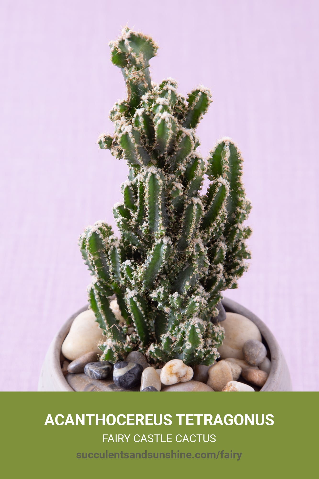 Acanthocereus tetragonus "Fairy Castle Cactus" | Succulents and Sunshine