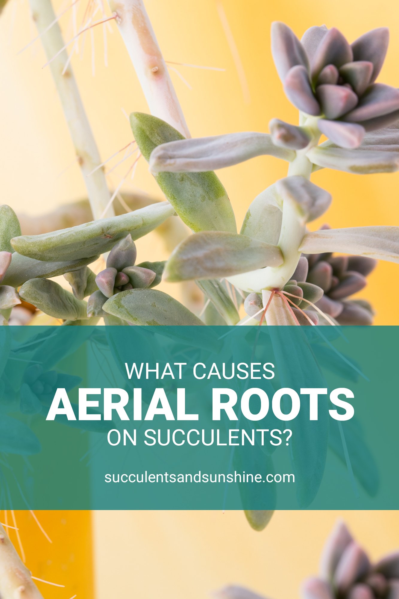 Are aerial roots on succulents normal? | Succulents and Sunshine