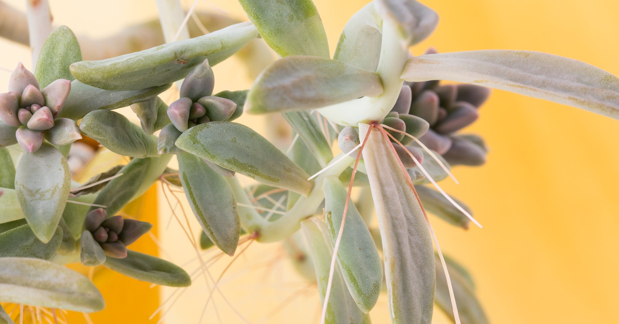 Are aerial roots on succulents normal? | Succulents and Sunshine