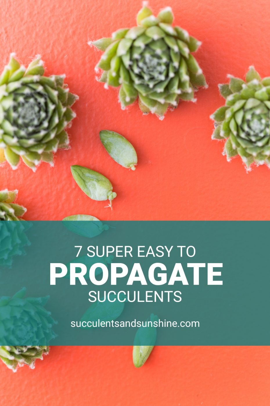 7 Easy to Propagate Succulents | Succulents and Sunshine