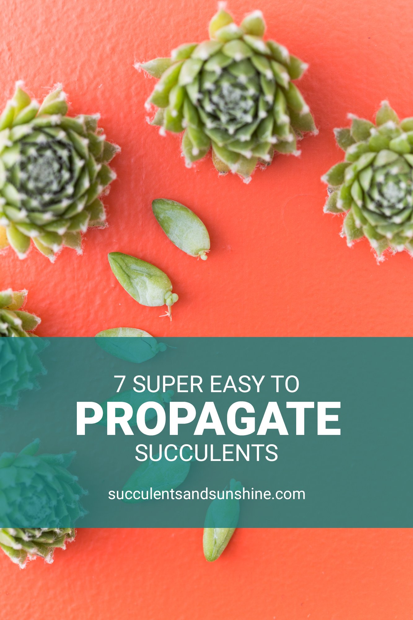 7 Easy to Propagate Succulents | Succulents and Sunshine