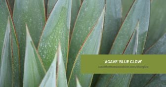 Agave ‘Blue Glow' | Succulents and Sunshine