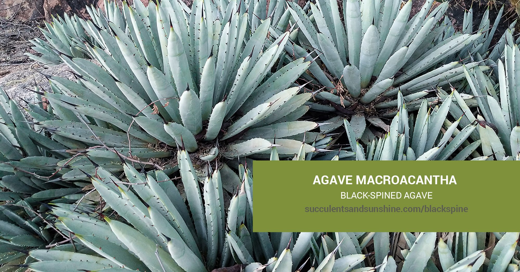 Agave macroacantha "Black-spined Agave" | Succulents and Sunshine