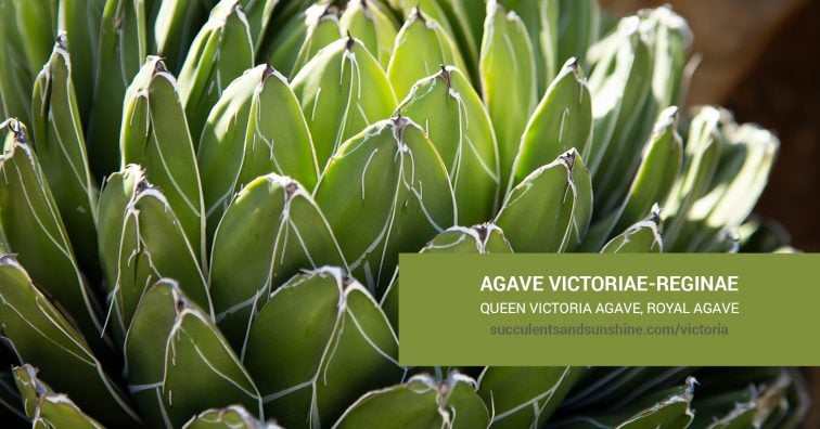 Agave victoriae-reginae "Queen Victoria Agave," "Royal Agave ...