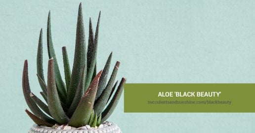 Aloe Succulents | Genus and Species Care Information