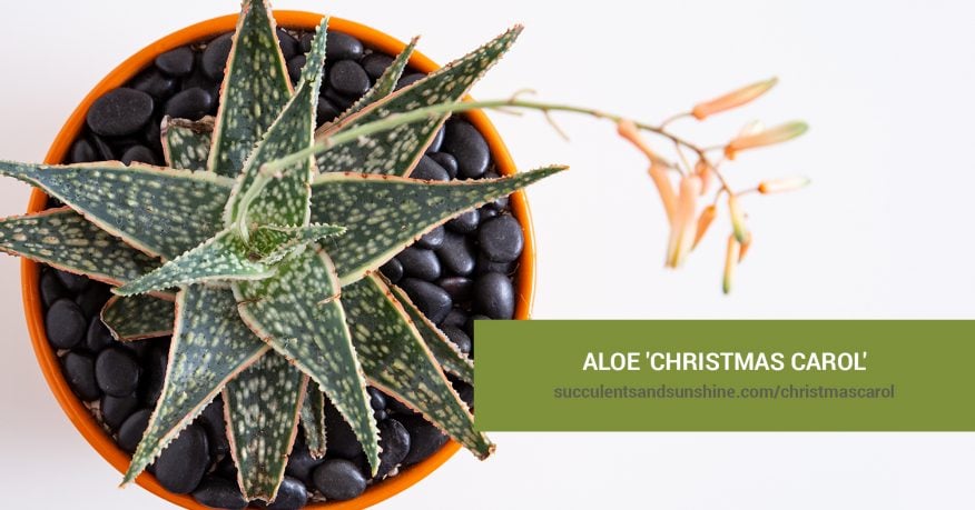 Aloe Succulents | Genus and Species Care Information