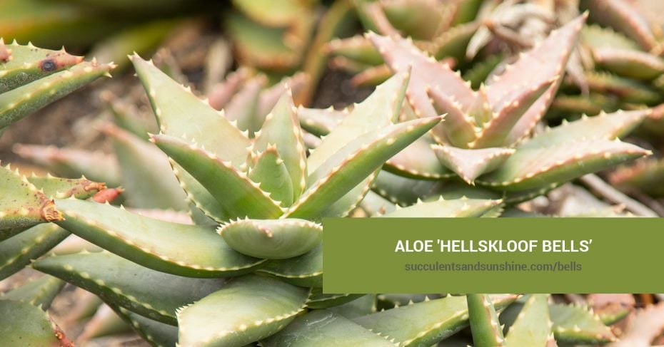 Aloe ‘Hellskloof Bells' | Succulents and Sunshine