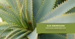 Aloe arborescens "Torch Aloe" | Succulents and Sunshine