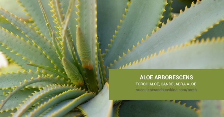 Aloe arborescens "Torch Aloe" | Succulents and Sunshine