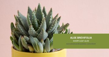 Aloe brevifolia "Short-leaved Aloe" | Succulents and Sunshine