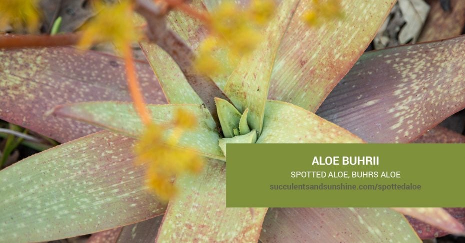 Aloe buhrii | Succulents and Sunshine