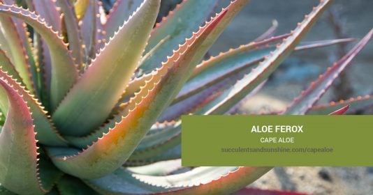 Aloe ferox "Cape Aloe" | Succulents and Sunshine
