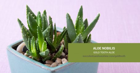 Aloe nobilis "Gold-Tooth Aloe" | Succulents and Sunshine