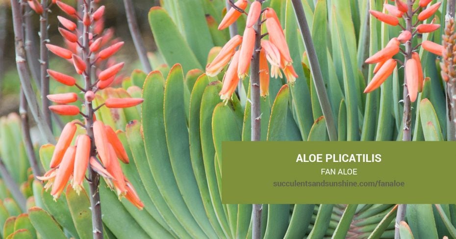 Aloe plicatilis "Fan Aloe" | Succulents and Sunshine