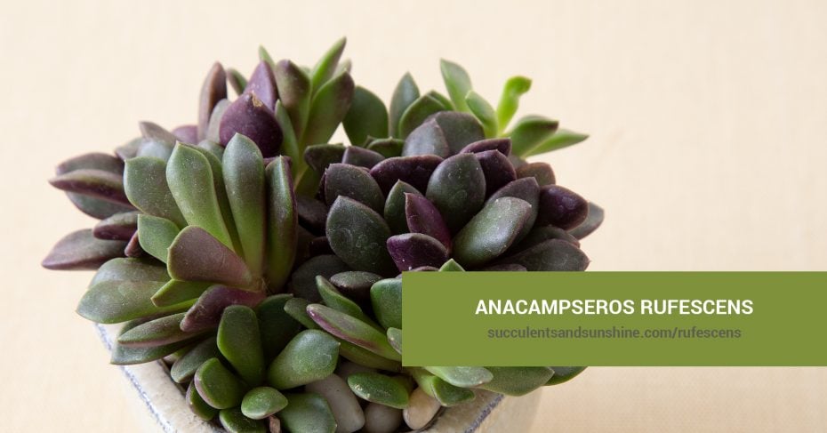 Anacampseros rufescens | Succulents and Sunshine