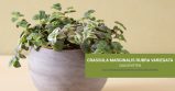 Crassula marginalis rubra variegata "Calico Kitten" | Succulents and ...