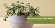 Crassula marginalis rubra variegata "Calico Kitten" | Succulents and ...