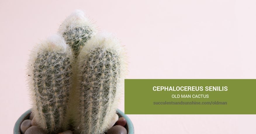 Cephalocereus senilis "Old Man Cactus" | Succulents and Sunshine