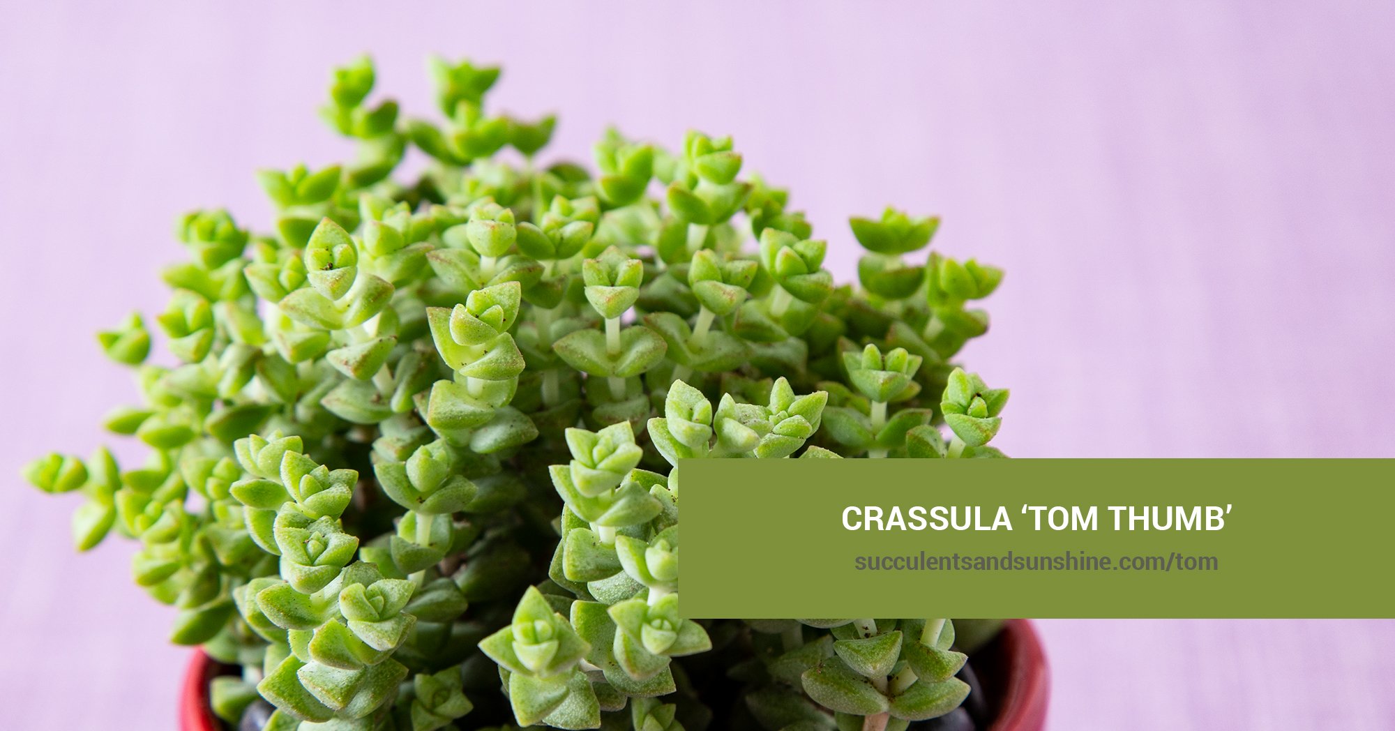 Crassula ‘Tom Thumb’ | Succulents and Sunshine