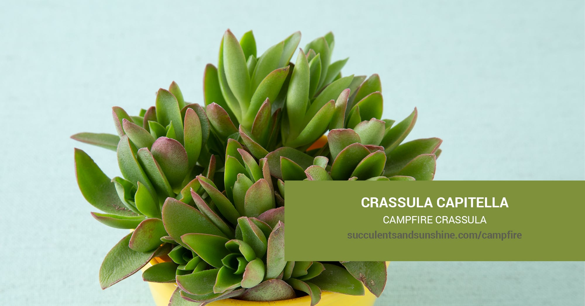 Crassula capitella "Campfire Crassula" | Succulents and Sunshine