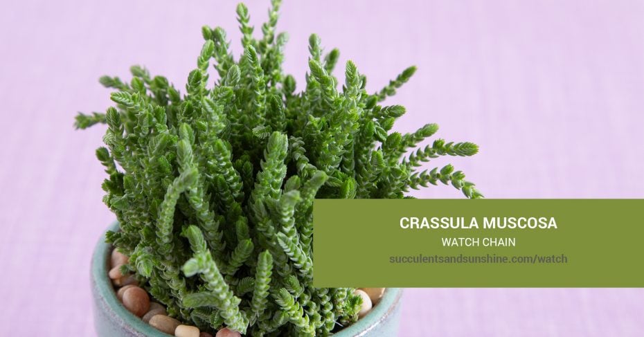 Crassula muscosa “Watch Chain” | Succulents and Sunshine