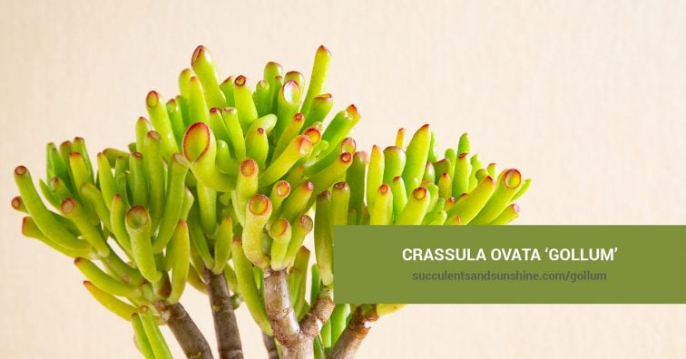 Crassula ovata ‘Gollum’ | Succulents and Sunshine