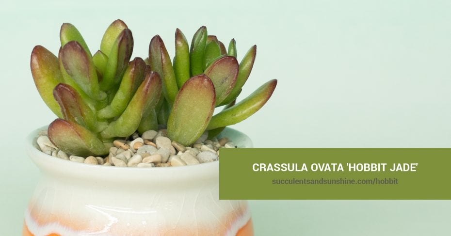 Crassula ovata 'Hobbit' | Succulents and Sunshine