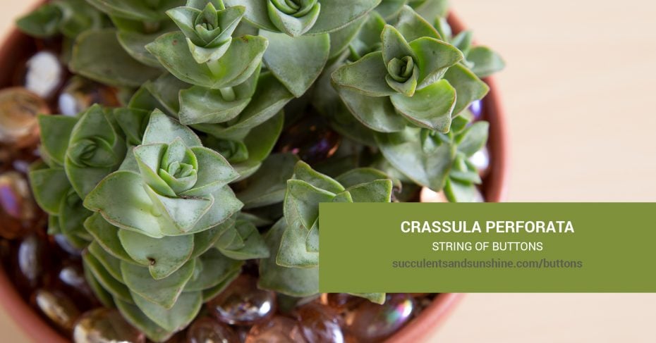 Crassula perforata "String of Buttons" | Succulents and Sunshine