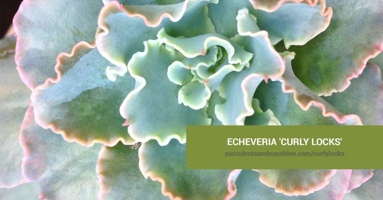 Echeveria ‘Curly Locks’ | Succulents and Sunshine