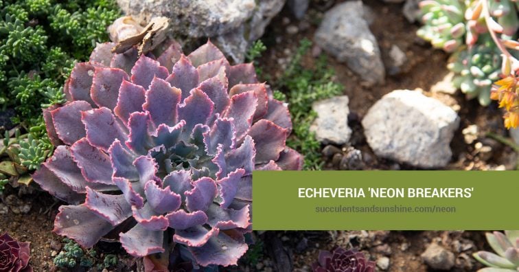 Echeveria 'Neon Breakers' | Succulents and Sunshine