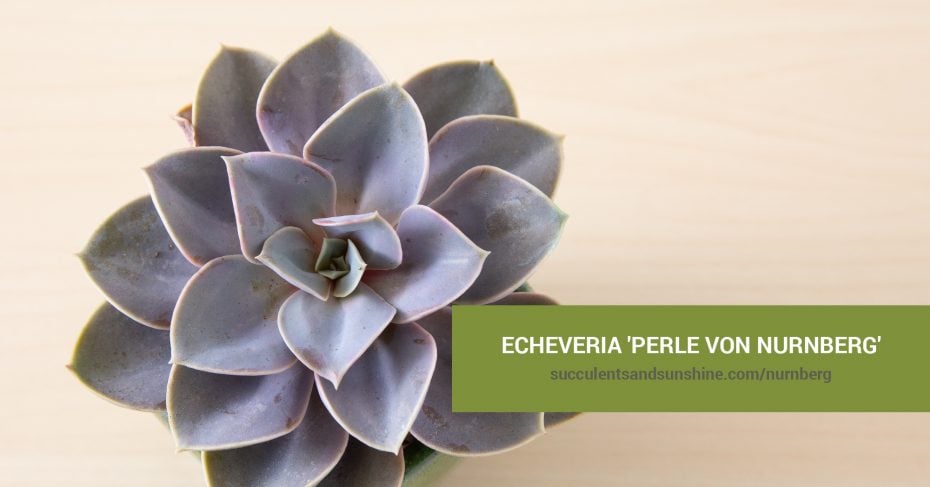Echeveria 'Perle von Nurnberg' | Succulents and Sunshine