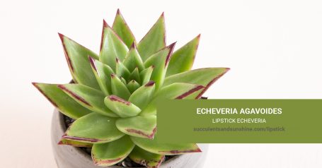 Echeveria agavoides "Lipstick Echeveria" | Succulents and Sunshine