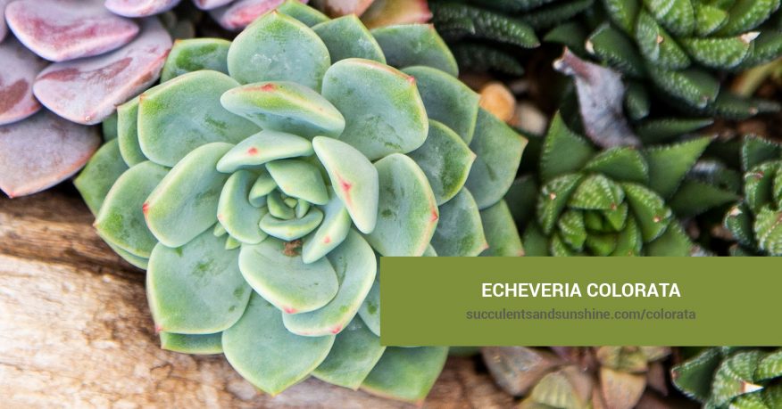 Echeveria colorata | Succulents and Sunshine