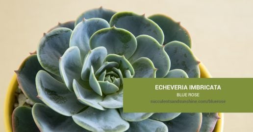 Echeveria imbricata "Blue Rose" | Succulents and Sunshine