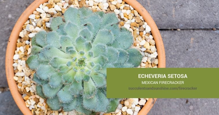 Echeveria setosa "Mexican Firecracker" | Succulents and Sunshine