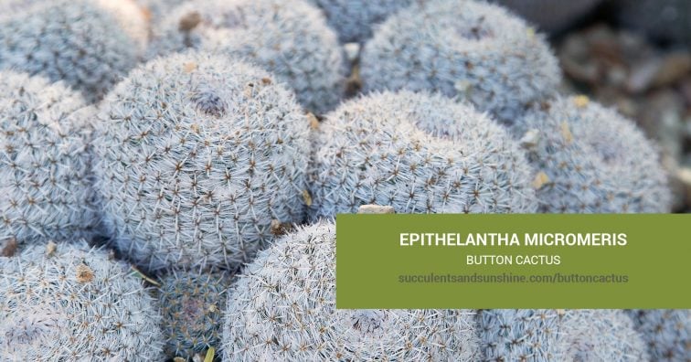 Epithelantha micromeris "Button Cactus" | Succulents and Sunshine