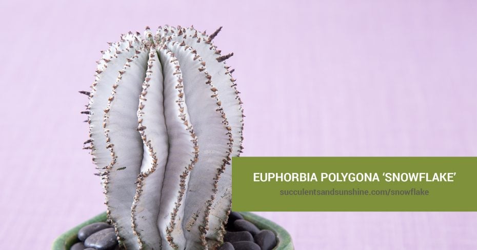 Euphorbia polygona ‘Snowflake’ | Succulents and Sunshine