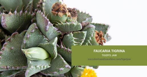 Faucaria tigrina "Tiger's Jaw" | Succulents and Sunshine