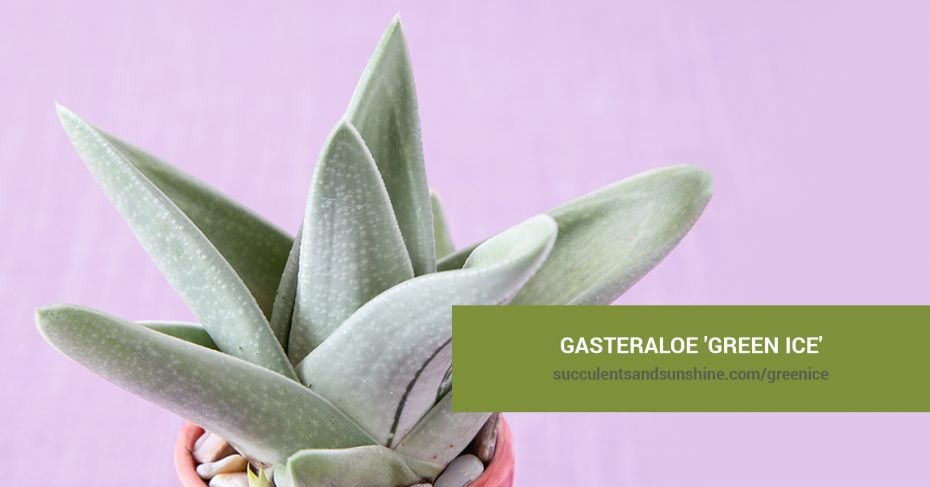 Gasteraloe 'Green Ice' | Succulents and Sunshine