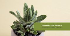 Gasteria 'Little Warty' | Succulents and Sunshine
