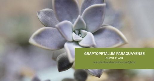 Graptopetalum paraguayense “Ghost Plant” | Succulents and Sunshine