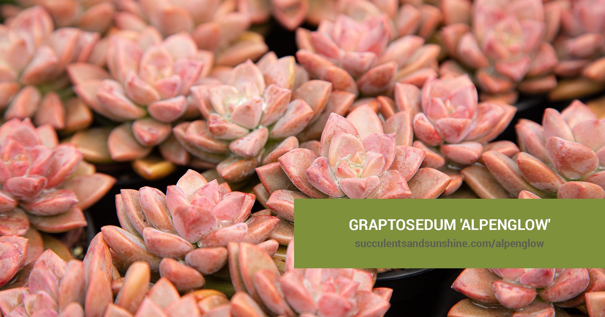 Graptosedum ‘Alpenglow' | Succulents and Sunshine