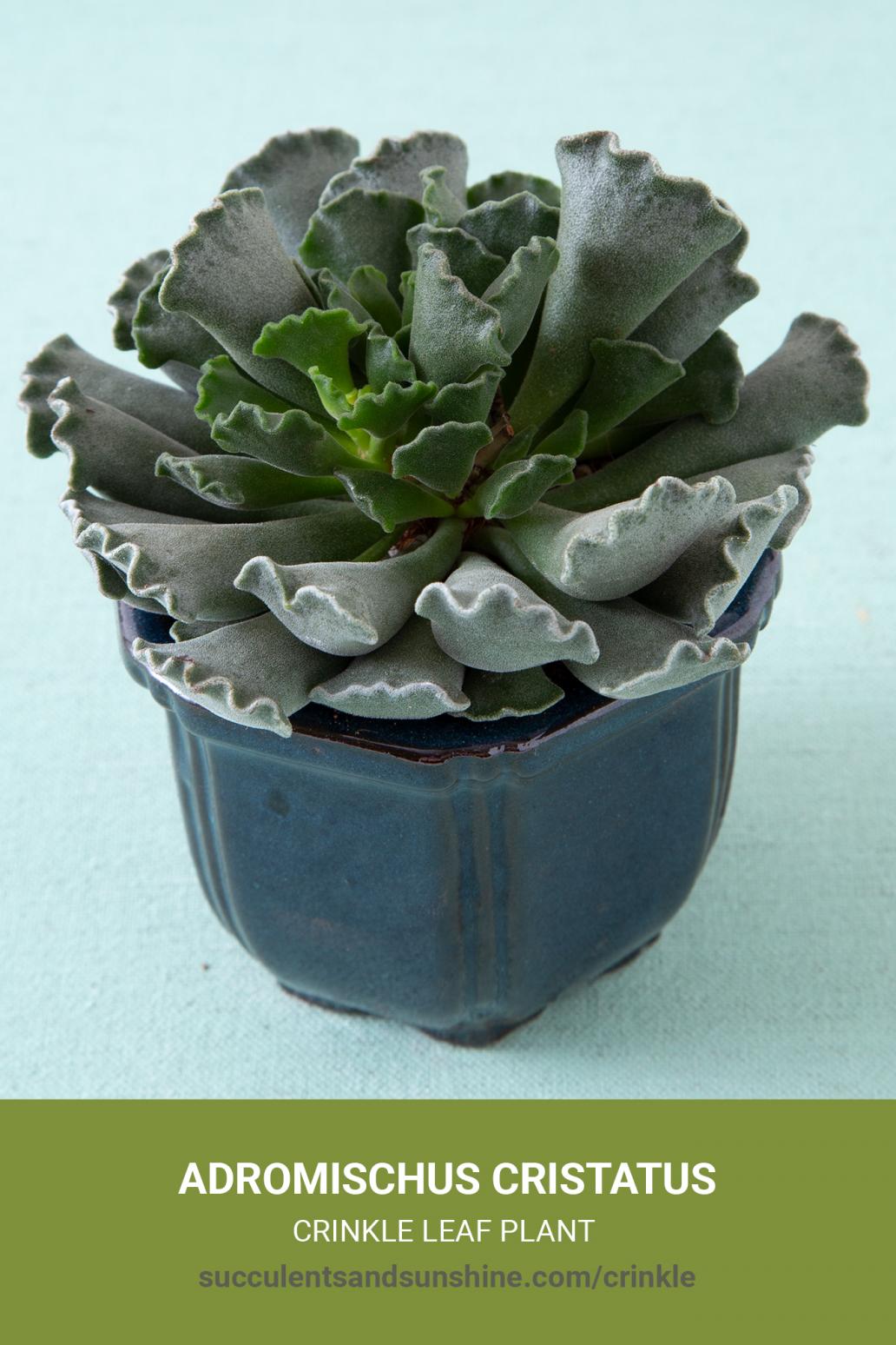 Adromischus cristatus "Crinkle-Leaf Plant" | Succulents and Sunshine