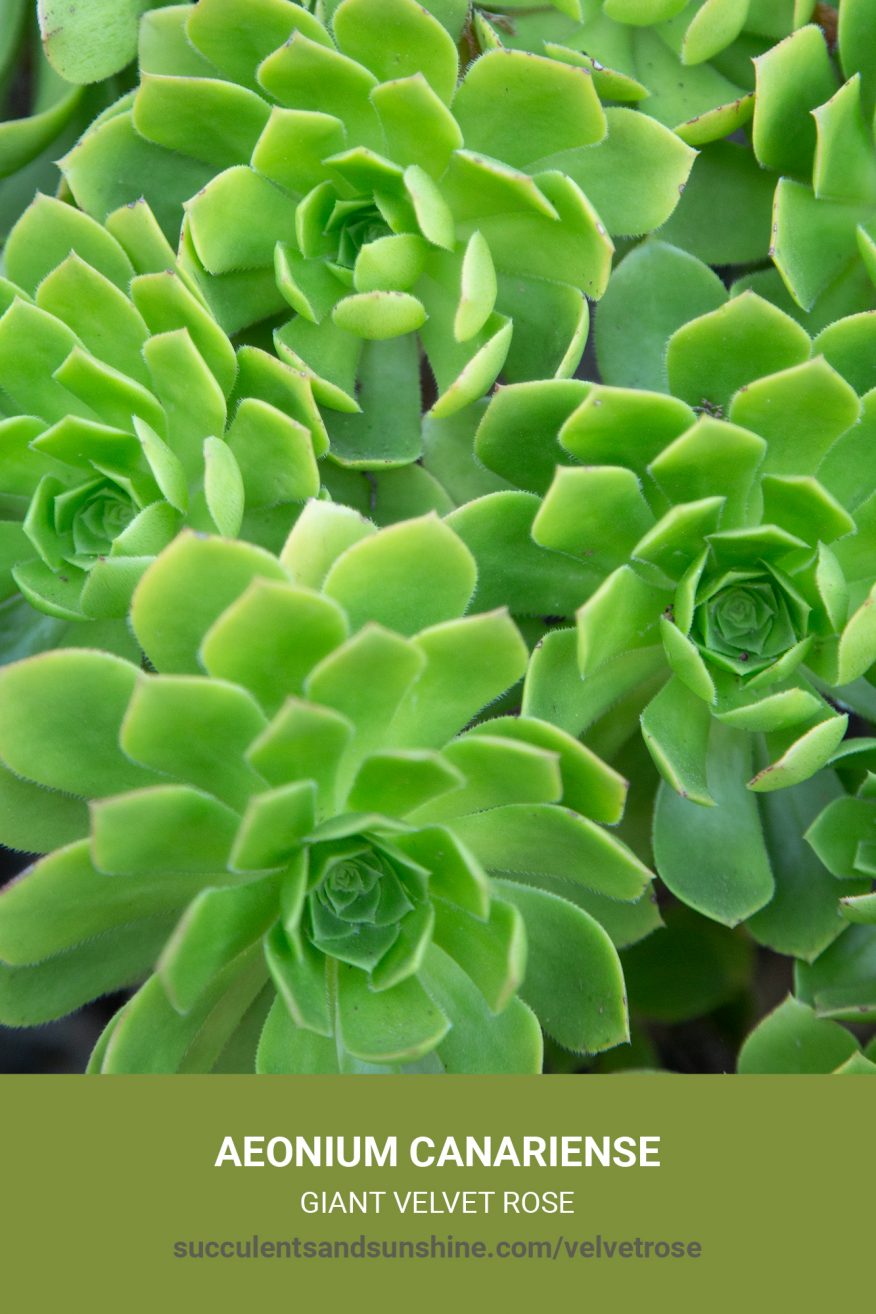 Aeonium canariense | Succulents and Sunshine