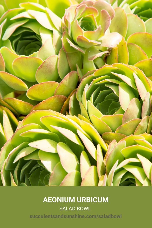 Aeonium urbicum “Salad Bowl” | Succulents and Sunshine