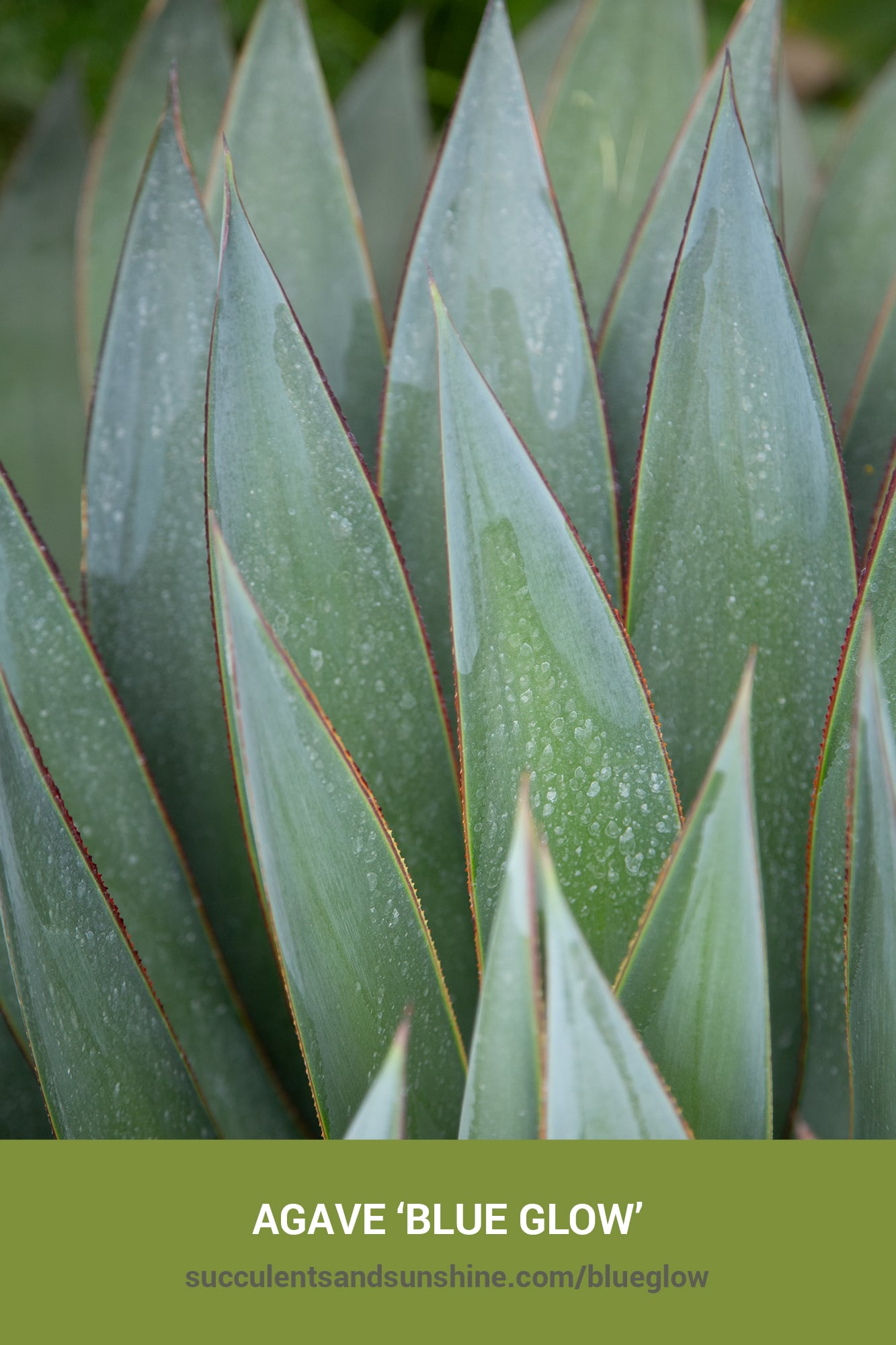 Agave ‘Blue Glow' | Succulents and Sunshine