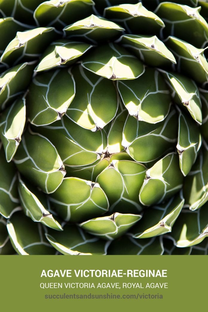 Agave victoriae-reginae "Queen Victoria Agave," "Royal Agave ...